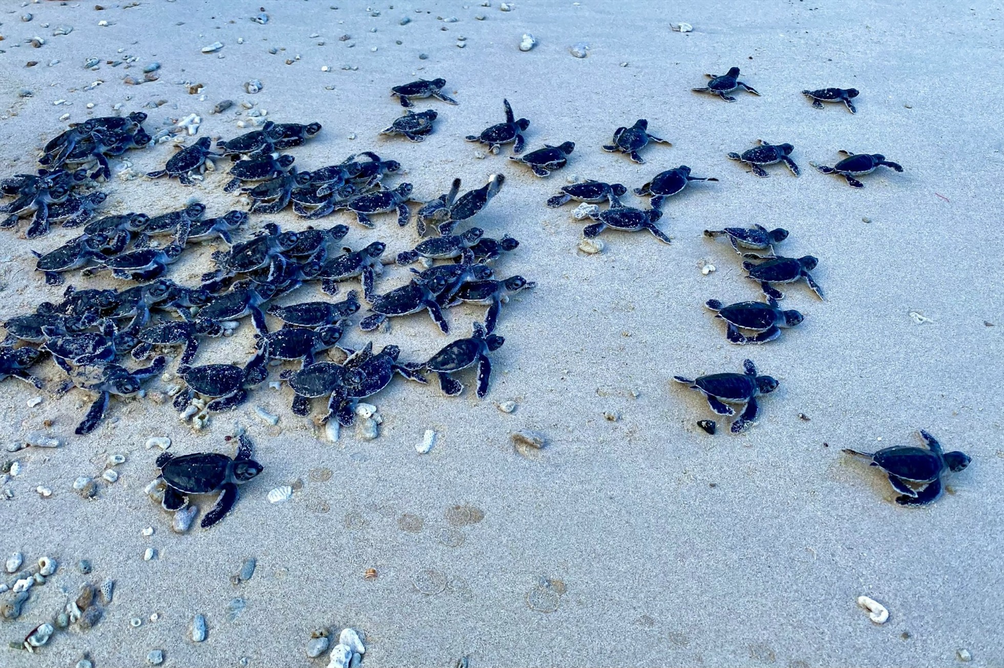 Vườn Quốc gia Côn Đảo ấp nở và thả về biển hơn 123.000 cá thể rùa con