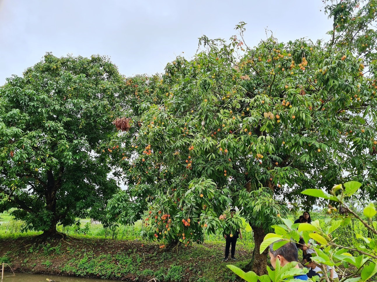 Luật Đất đai đã lạc hậu, nổi lên nhiều tồn tại, bất cập