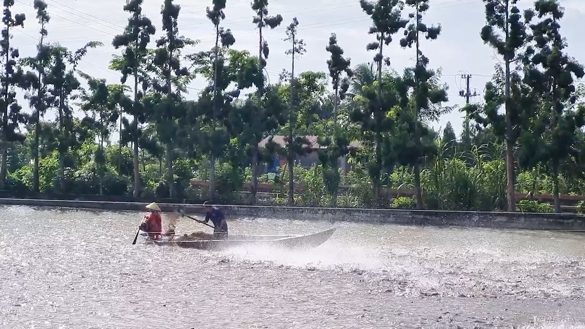 Thu lãi cao trăm triệu từ mô hình nuôi cá mú trân châu bằng lồng HDPE