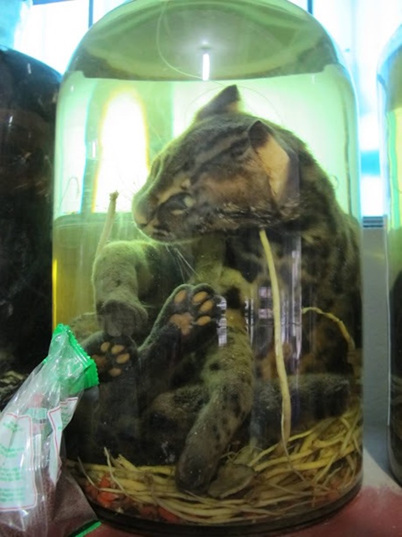 Rượu ngâm cả con: Hành vi phá hủy thiên nhiên, tiêu diệt loài hoang dã