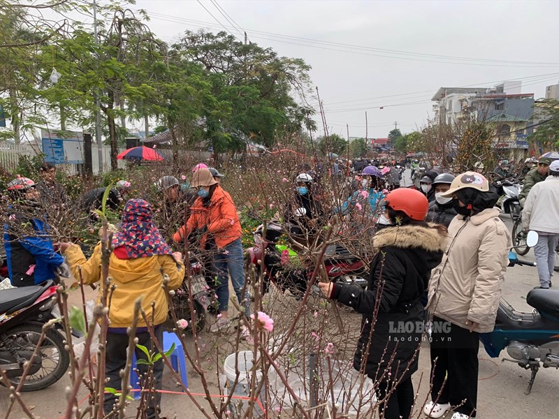 Người Hải Phòng rộn ràng mua cây cảnh trưng bày ngày Tết