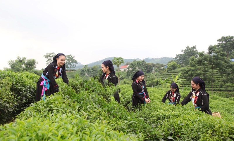 Tổ chức lễ hội tôn vinh người trồng chè tại Thái Nguyên