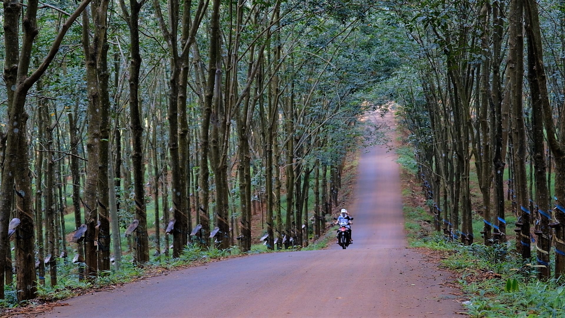 Ngắm vẻ đẹp huyền bí, mê hoặc của rừng cao su Cù Bị