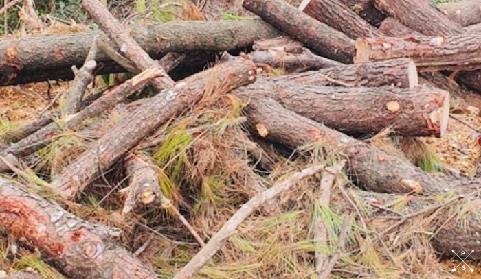 Yêu cầu kịp thời phát hiện, ngăn chặn và xử lý dứt điểm tình trạng phá rừng