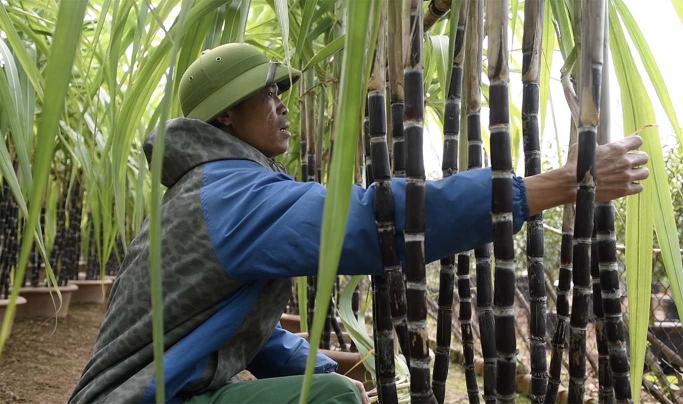 Người dân thu về hàng trăm triệu đồng nhờ trồng mía trên chậu dịp Tết