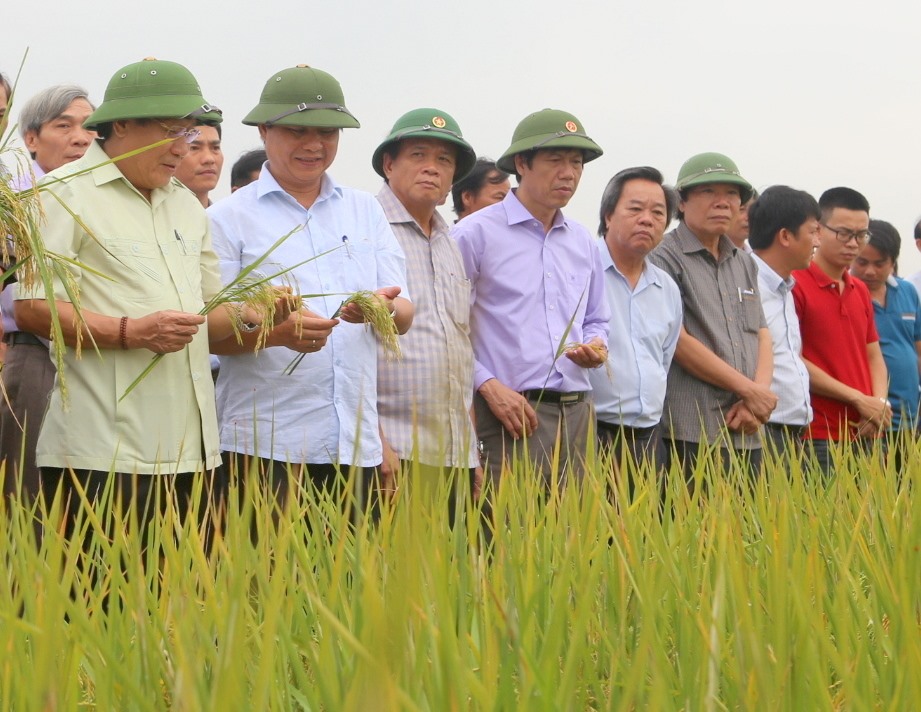 Lúa sạch khó đầu ra