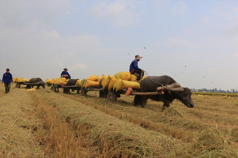 Có máy móc, nghề kéo lúa bằng xe trâu vẫn sống khỏe ở Đồng Tháp