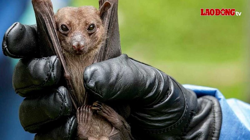 Người dân không nên hoang mang với sự lây nhiễm của virus marburg