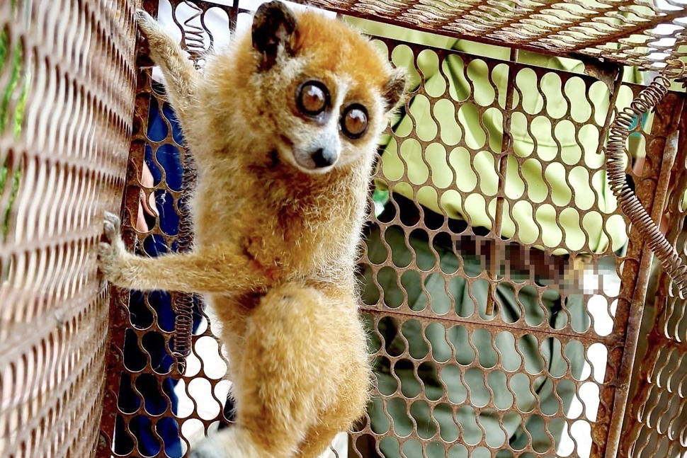 Phát hiện được Culi quý hiếm, nam phóng viên bàn giao cho kiểm lâm