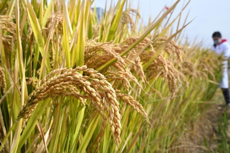 Thế giới có nguy cơ rơi vào cảnh thiếu lúa gạo lớn nhất 2 thập kỷ