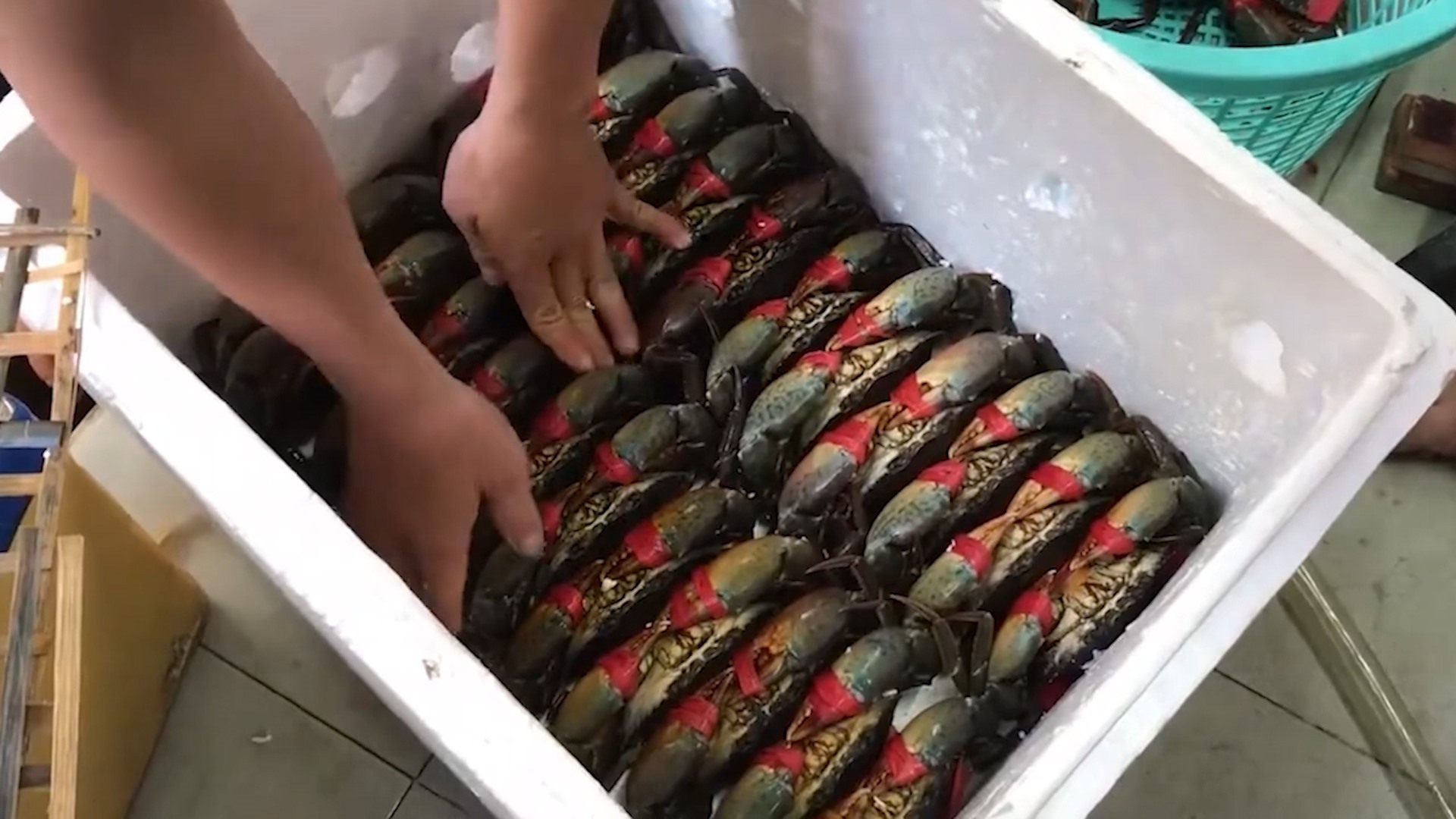 Cua huỳnh đế mini có loại chỉ từ 80.000 đồng/con