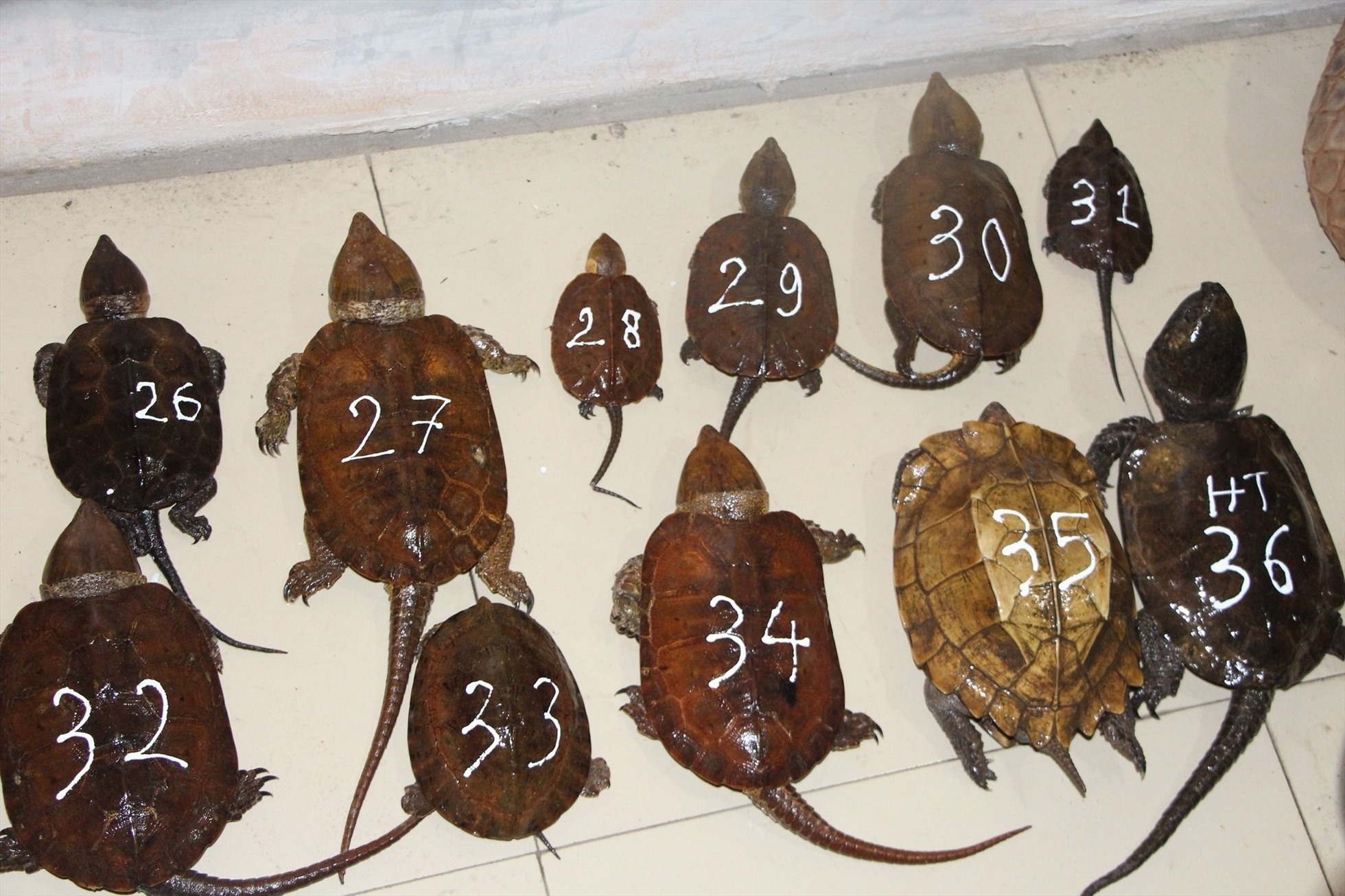 Cá thể cu li quý hiếm lạc vào vườn nhà dân