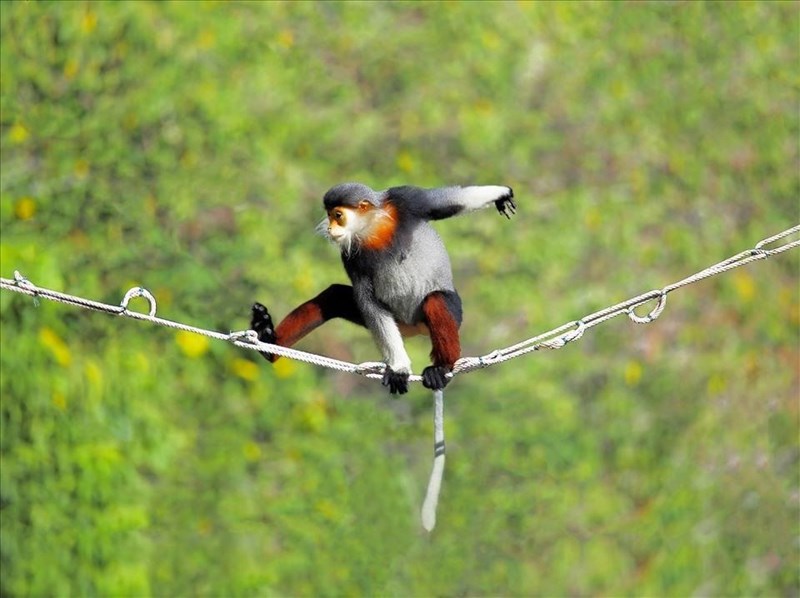 Bảo vệ Voọc chà vá chân nâu ở bán đảo Sơn Trà