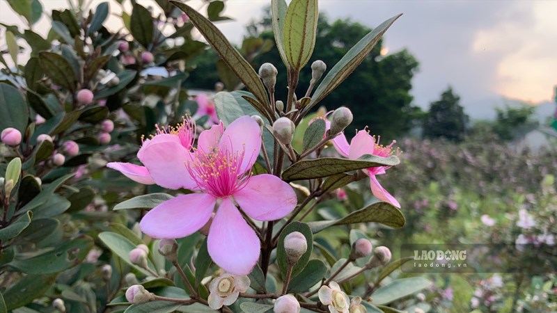 Ngắm sắc hoa sim tím biên giới Móng Cái