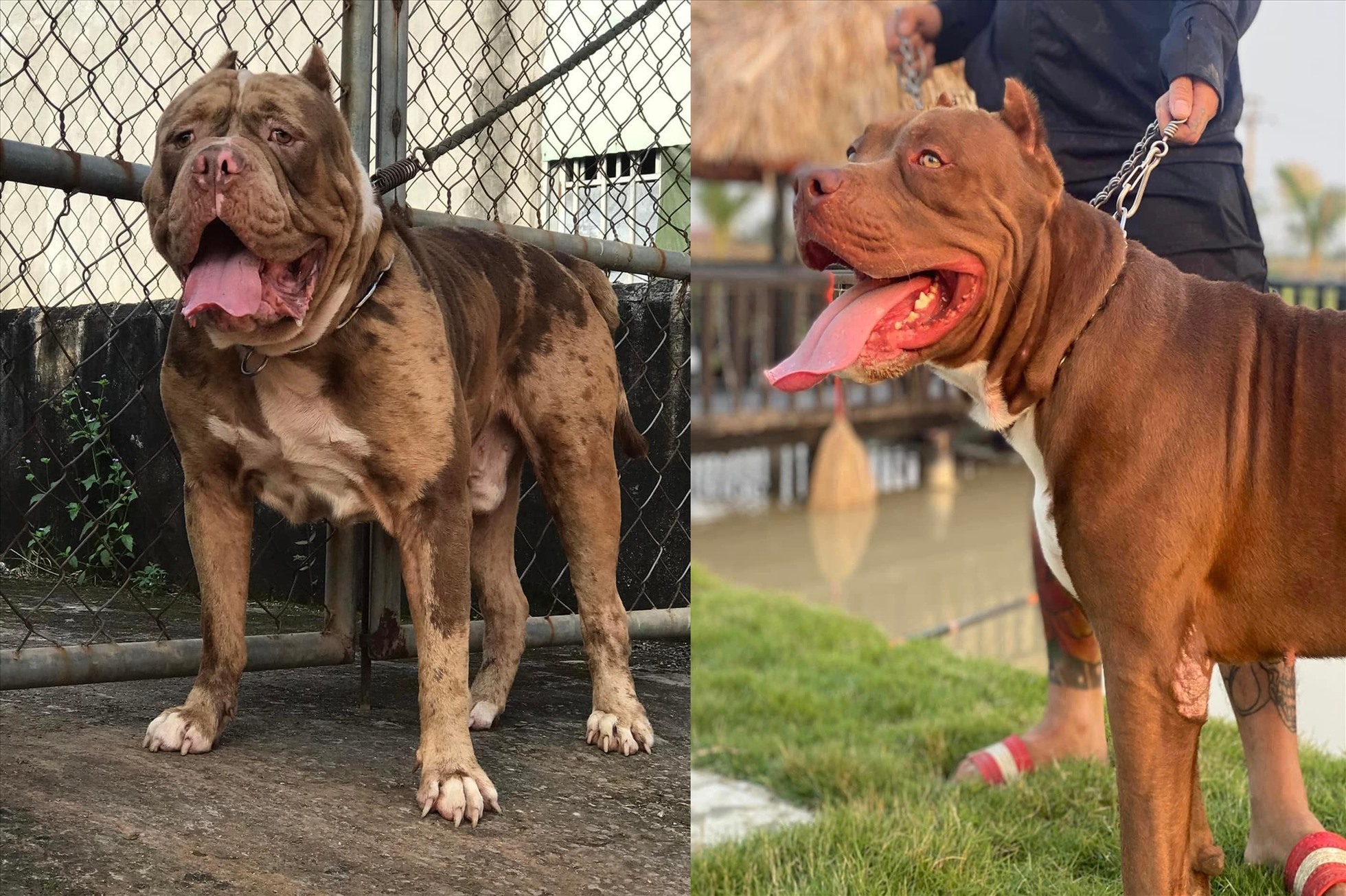 Chó pitbull tấn công gia chủ, 4 người nhập viện