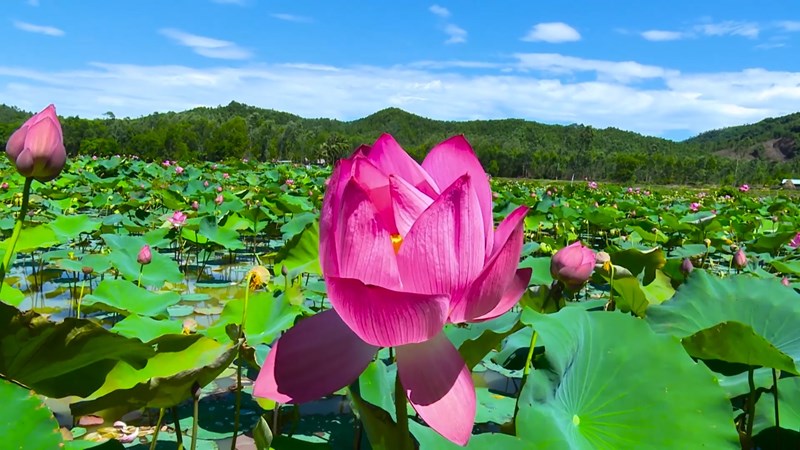 Cánh đồng sen Trà Lý bừng nở giữa thung lũng ở Quảng Nam