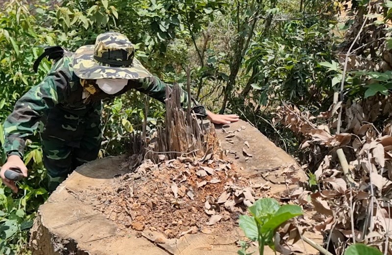 Xử lý đối tượng phá rừng tái sinh tự nhiên sau phản ánh của báo Lao Động