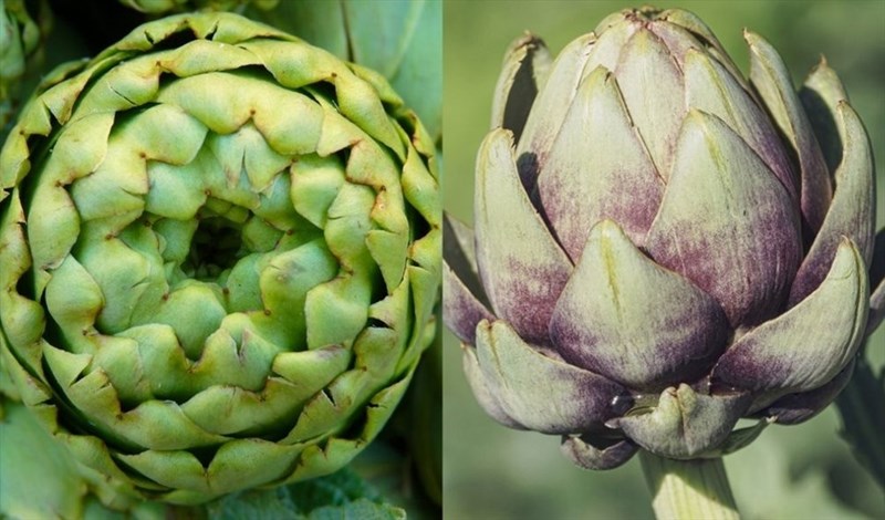 Cách sử dụng atiso để giảm cân hiệu quả