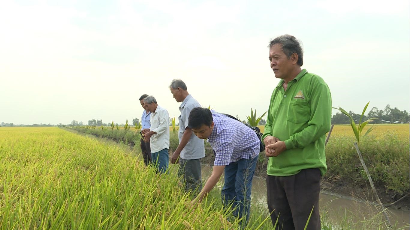 Lão nông U60 lèo lái HTX hơn 200 thành viên trồng lúa sạch làm giàu