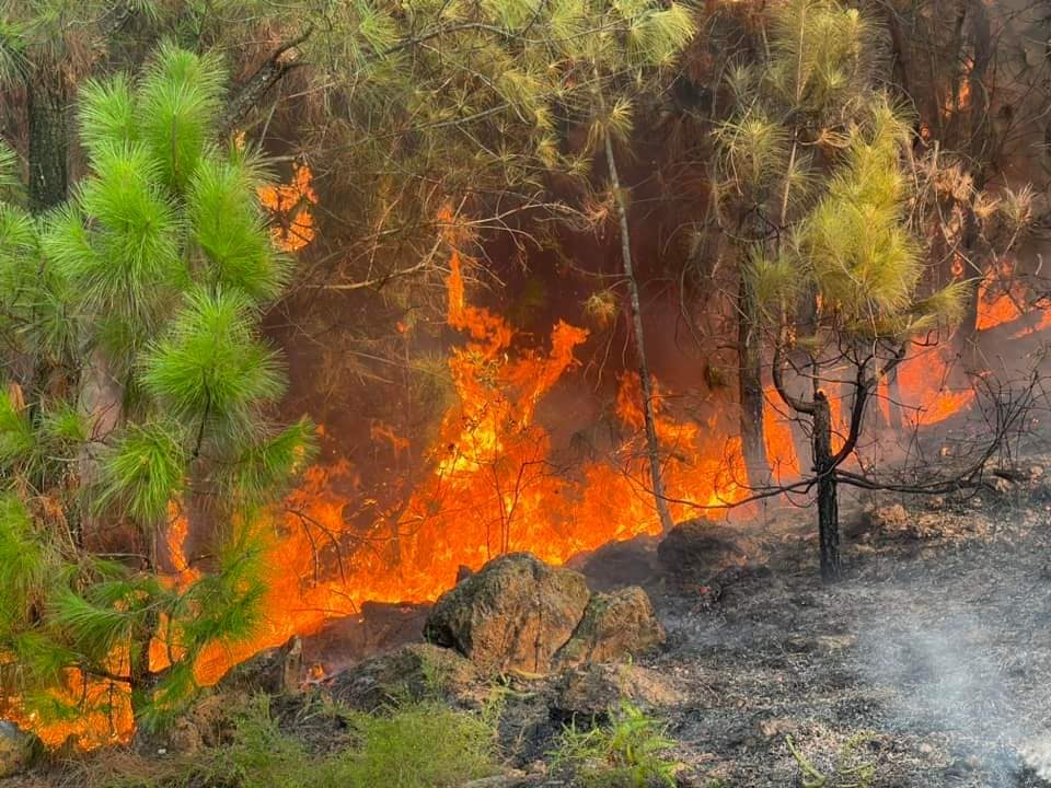 4 người khảo sát điện gió bị công an mời làm việc về vụ cháy rừng