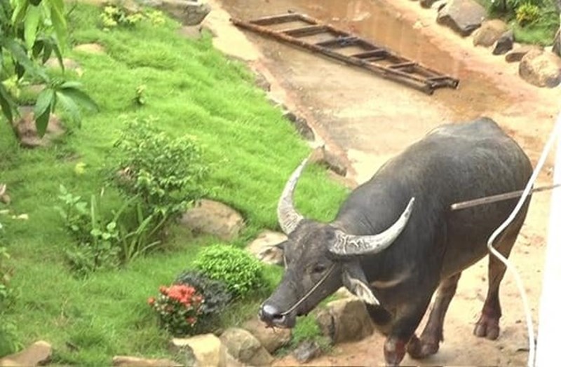 Trâu chuẩn bị mổ thịt sổng chuồng, húc 5 người bị thương tại Bình Phước