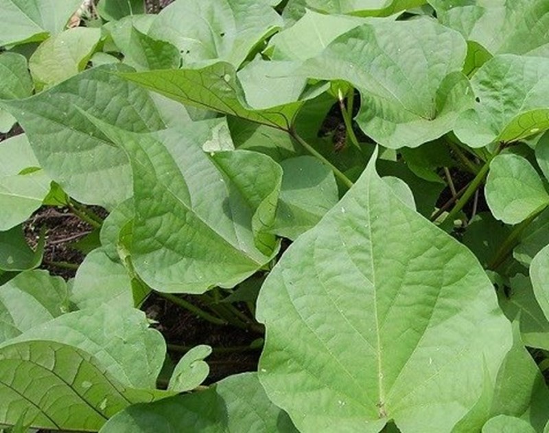 Rau lang có thể góp phần vào quá trình giảm cân