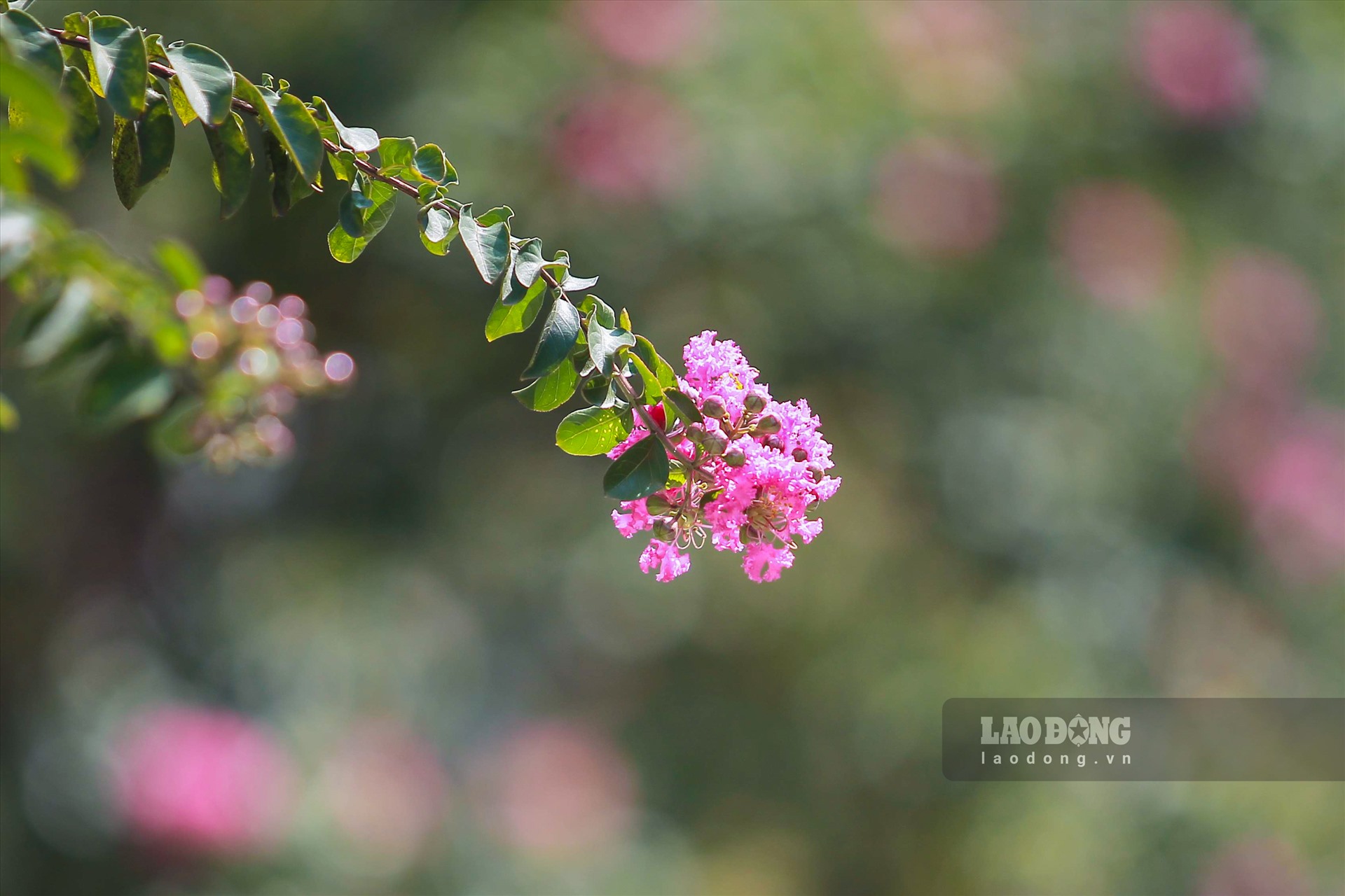 Tuong Vi Flower | Best Flower Site