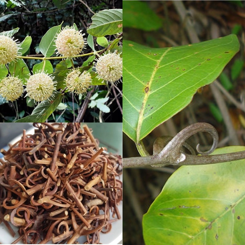 Cầu đằng - dược liệu có tác dụng hạ huyết áp, điều hòa rối loạn lipid máu