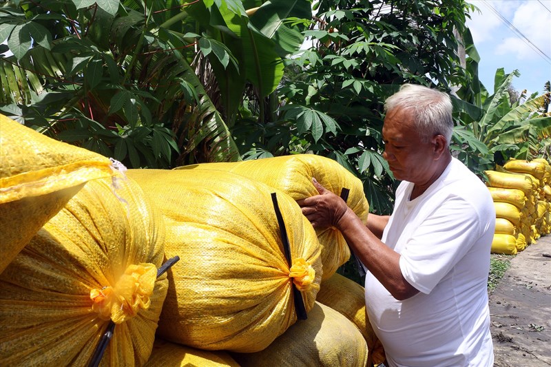 Giá lúa cao, lãi vẫn thấp