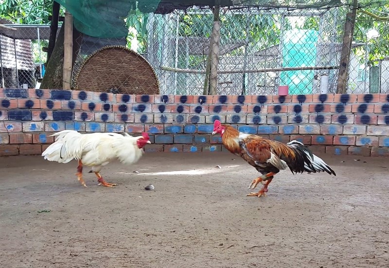 Tụ tập đá gà ăn tiền, 3 đối tượng ở Hải Dương bị khởi tố