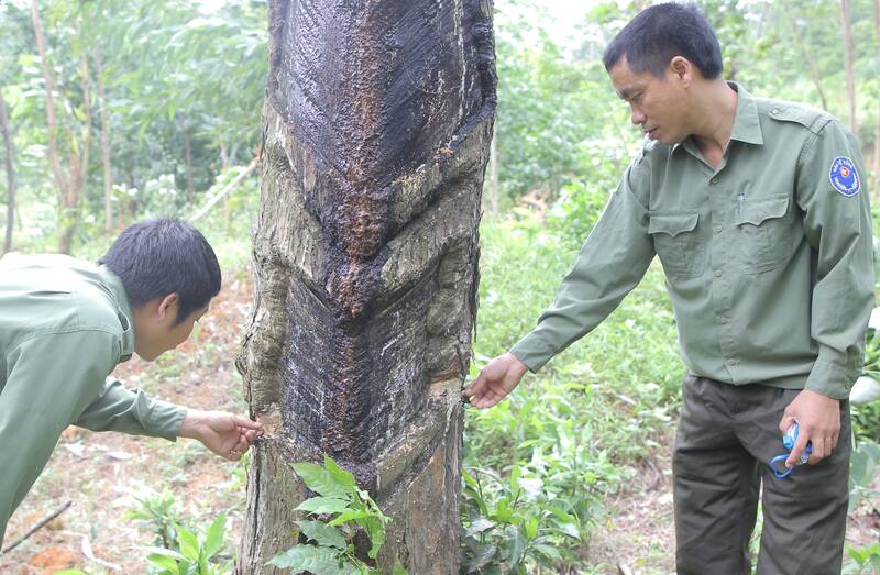 Yêu cầu kịp thời phát hiện, ngăn chặn và xử lý dứt điểm tình trạng phá rừng