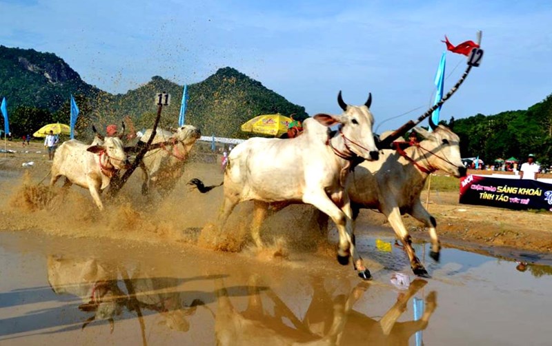 Tháng 9 về An Giang xem hội đua bò Bảy Núi sống động từng giây