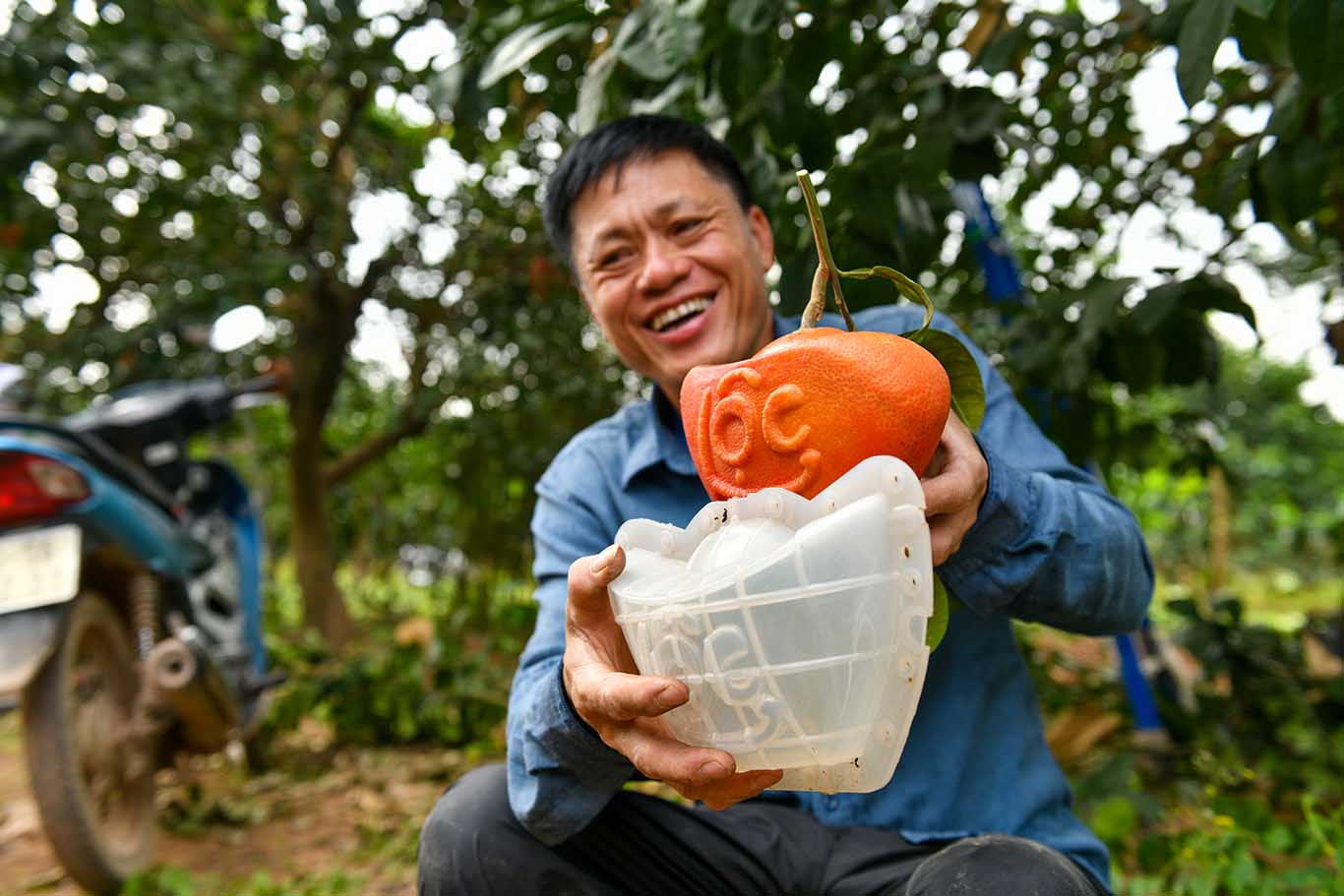 Bưởi đỏ tiến vua vào vụ thu hoạch, thương lái đặt mua nhưng không đủ hàng