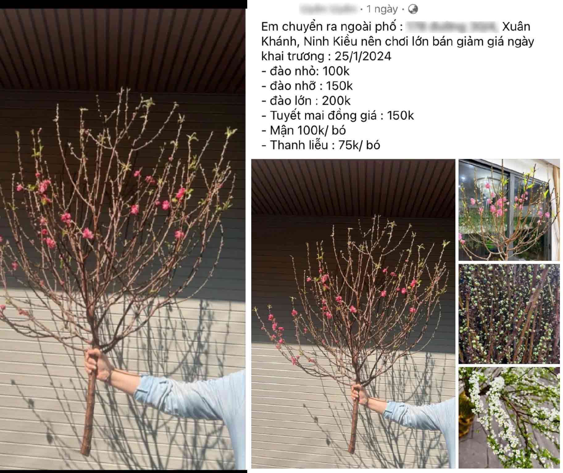 Đào Tết xuống núi và hy vọng của vùng trồng đào nổi tiếng ở Sơn La