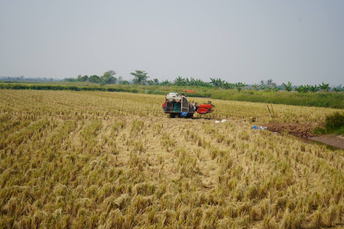 Thu nửa tỉ đồng/năm nhờ cấy lúa trên ruộng rươi ở Hải Phòng