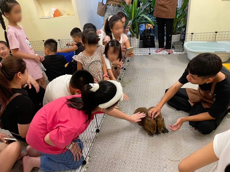 The first capybara cafe in Hanoi is packed with customers