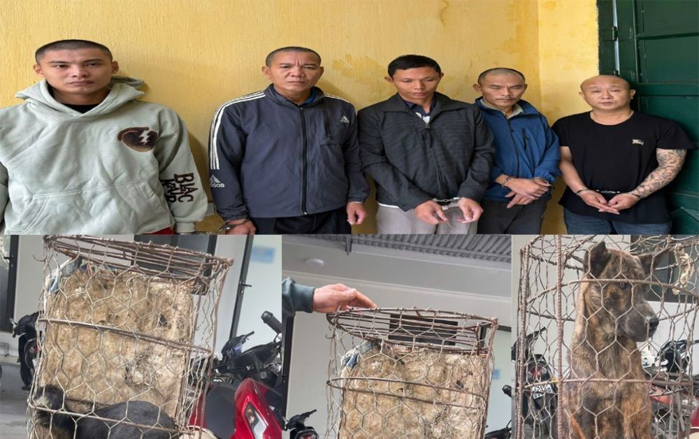 Khởi tố 3 đối tượng trộm chó chuyên nghiệp