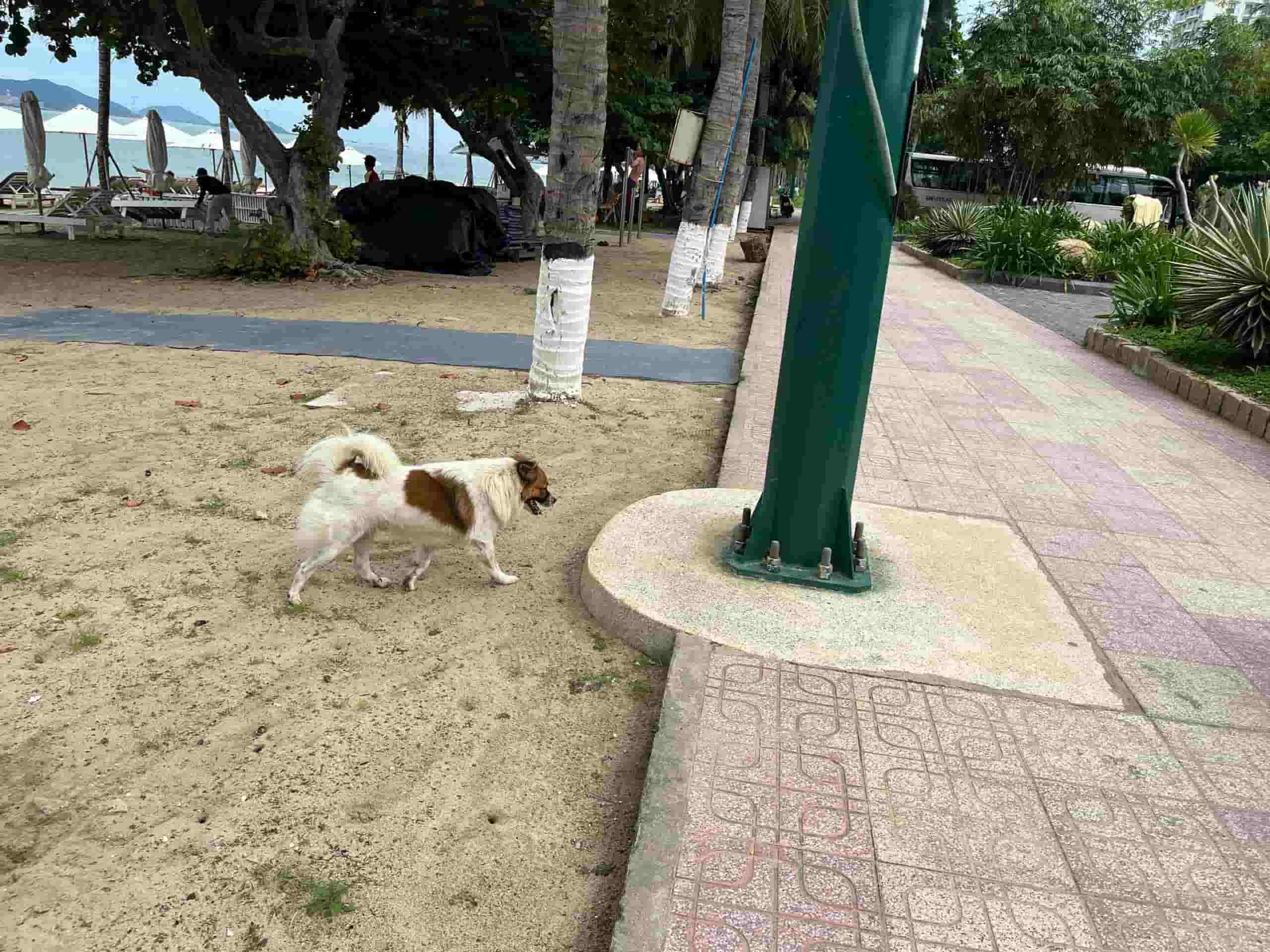 Tuyên án chủ chó béc giê cắn bé gái tử vong ở Vĩnh Phúc