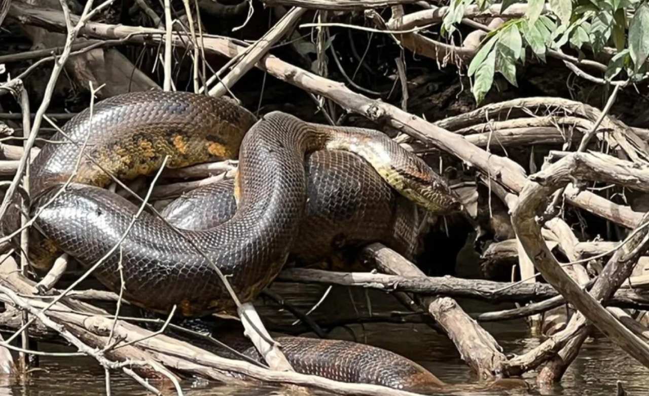 Phát hiện loài rắn mới lớn nhất thế giới, không có nọc độc