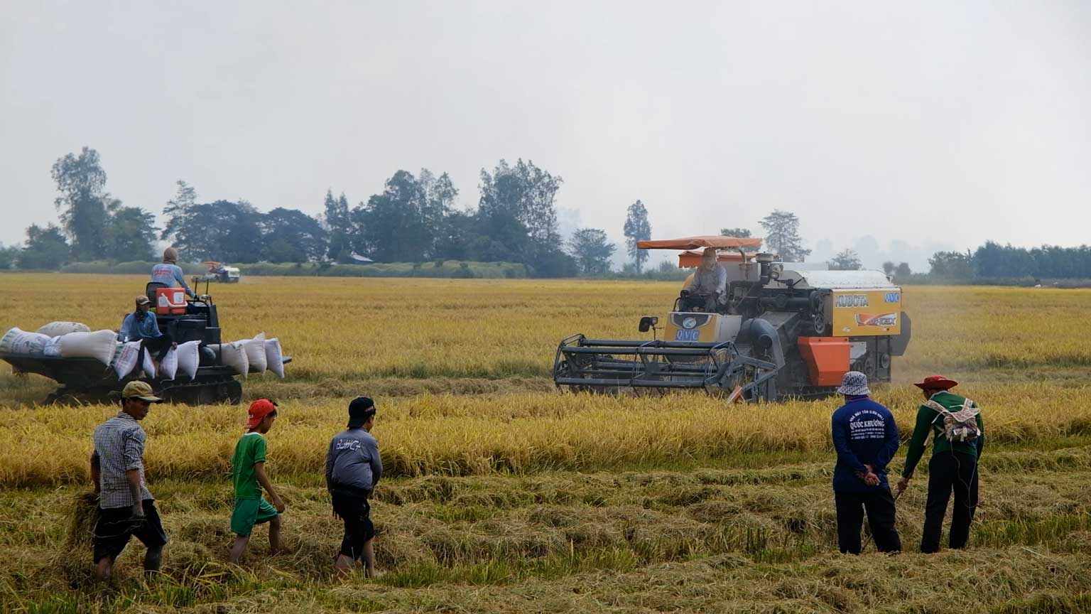 Thương lái thu mua lúa sớm, nông dân miền Tây đắn đo chuyện nhận cọc