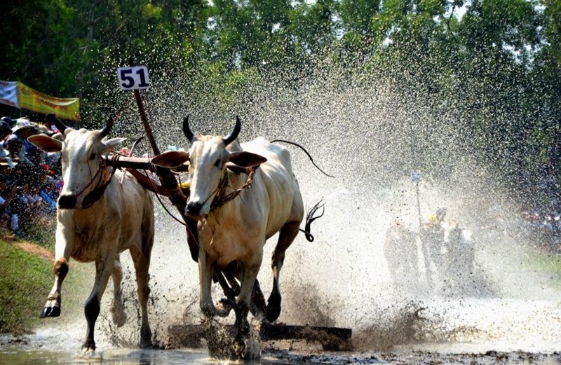 Đua bò Bảy Núi - môn thể thao độc lạ vạn người mê ở An Giang