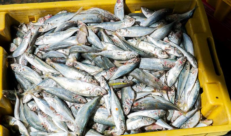 Nhộn nhịp Cảng cá Trần Đề ngày cuối năm