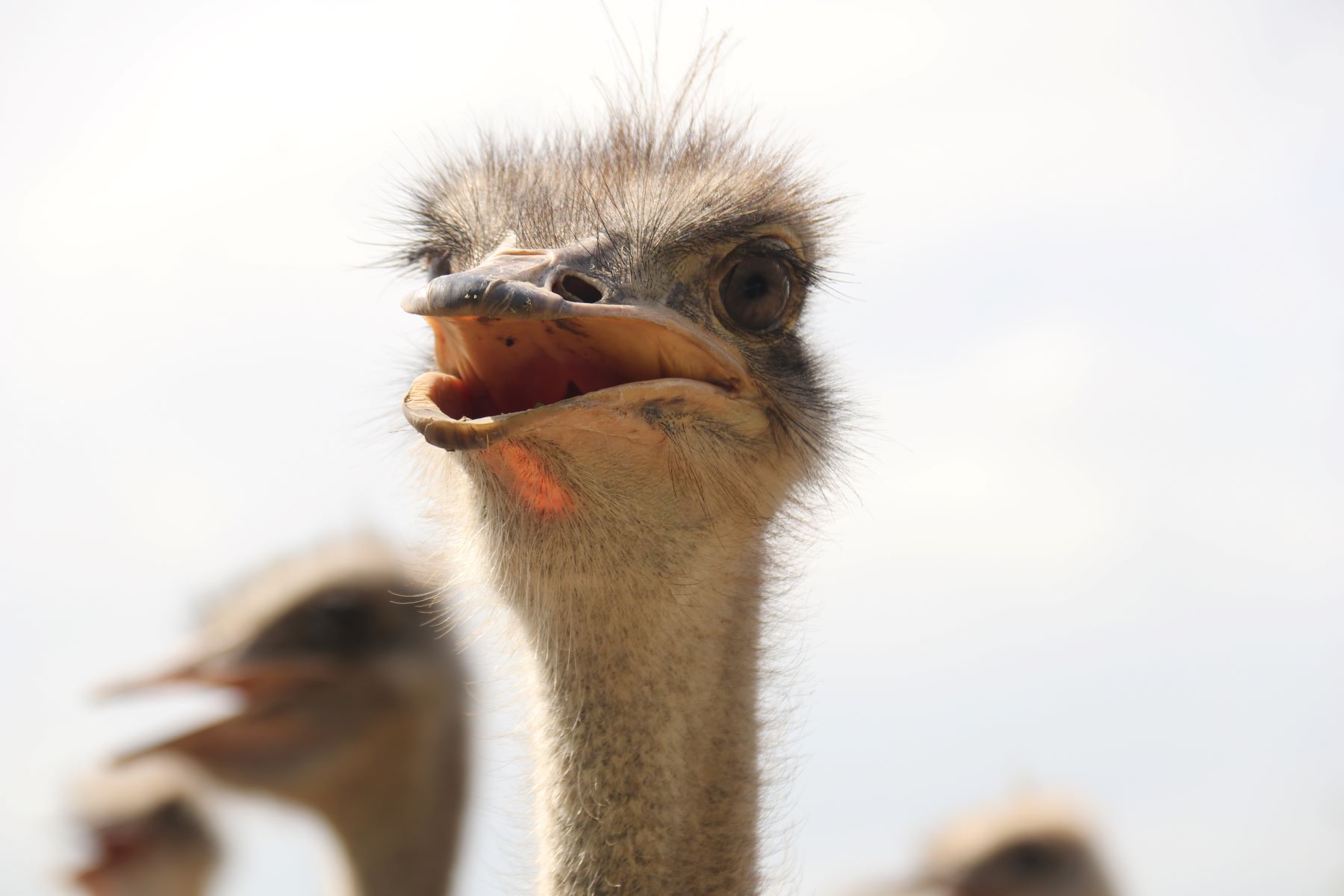 Canh đỡ đẻ, đeo số cho đà điểu ở trung tâm nuôi lớn nhất Việt Nam