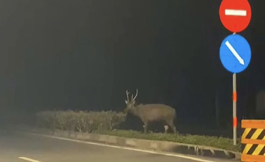 Máu thú rừng vẫn chảy - Tiếp lửa cho các "vệ sĩ" của rừng