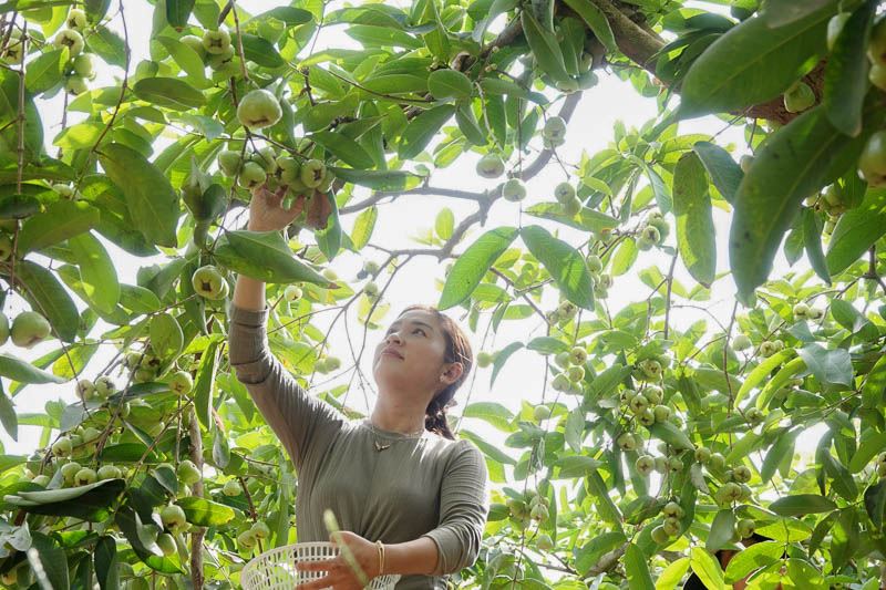 Cho mận cổ ngủ màn, nông dân Sóc Trăng thu gần tỉ đồng mỗi năm