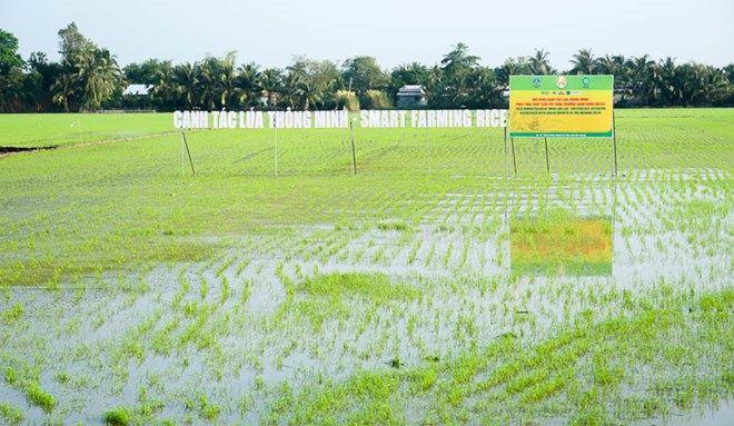 Sẽ chi 375 triệu USD hỗ trợ hạ tầng kỹ thuật cho lúa carbon thấp vùng ĐBSCL