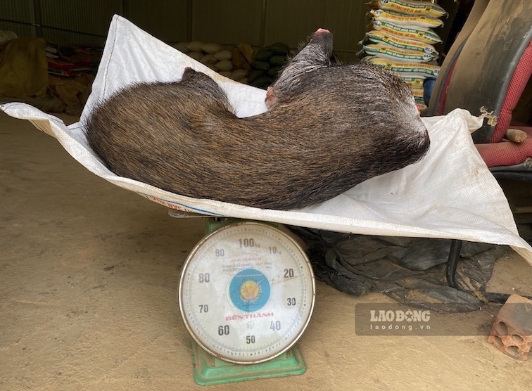 Máu thú rừng vẫn chảy - Hốt bạc nghề “đóng mở tủ đông”