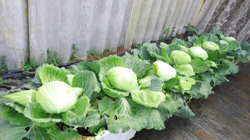 4 loại rau xanh dễ trồng tại nhà trong mùa hè