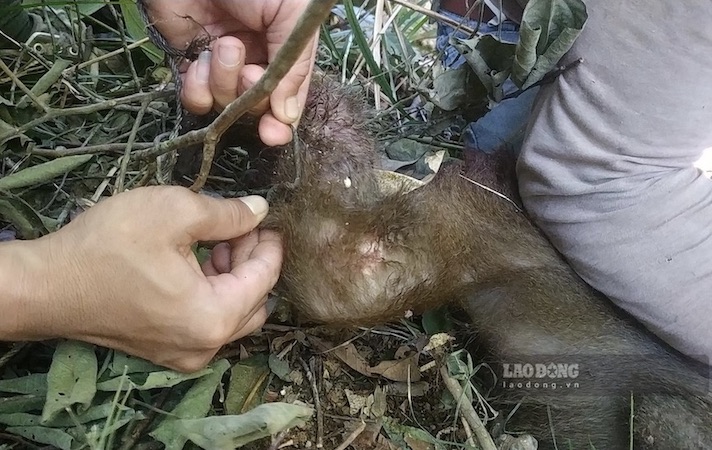 Để máu thú rừng thôi chảy