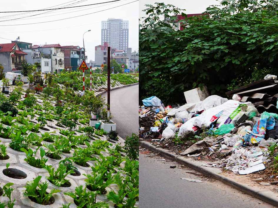 Khung cảnh đối lập: Bãi rác - vườn rau trên một con đê ở Hà Nội